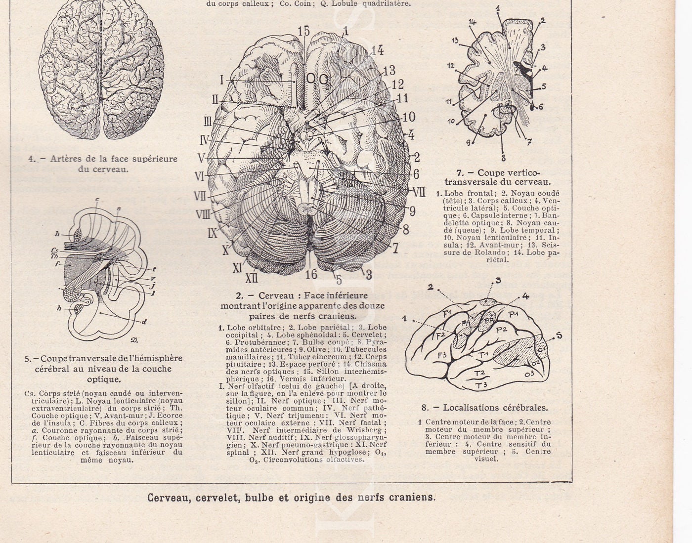Brain Anatomy Plate French Vintage Original Print Medical or Curiosity ...