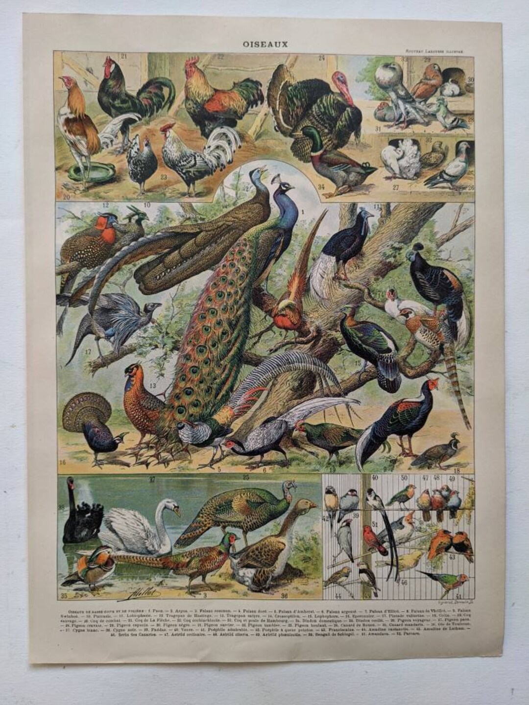 1900 Birds French Antique Original Print Color Illustration to Frame ...