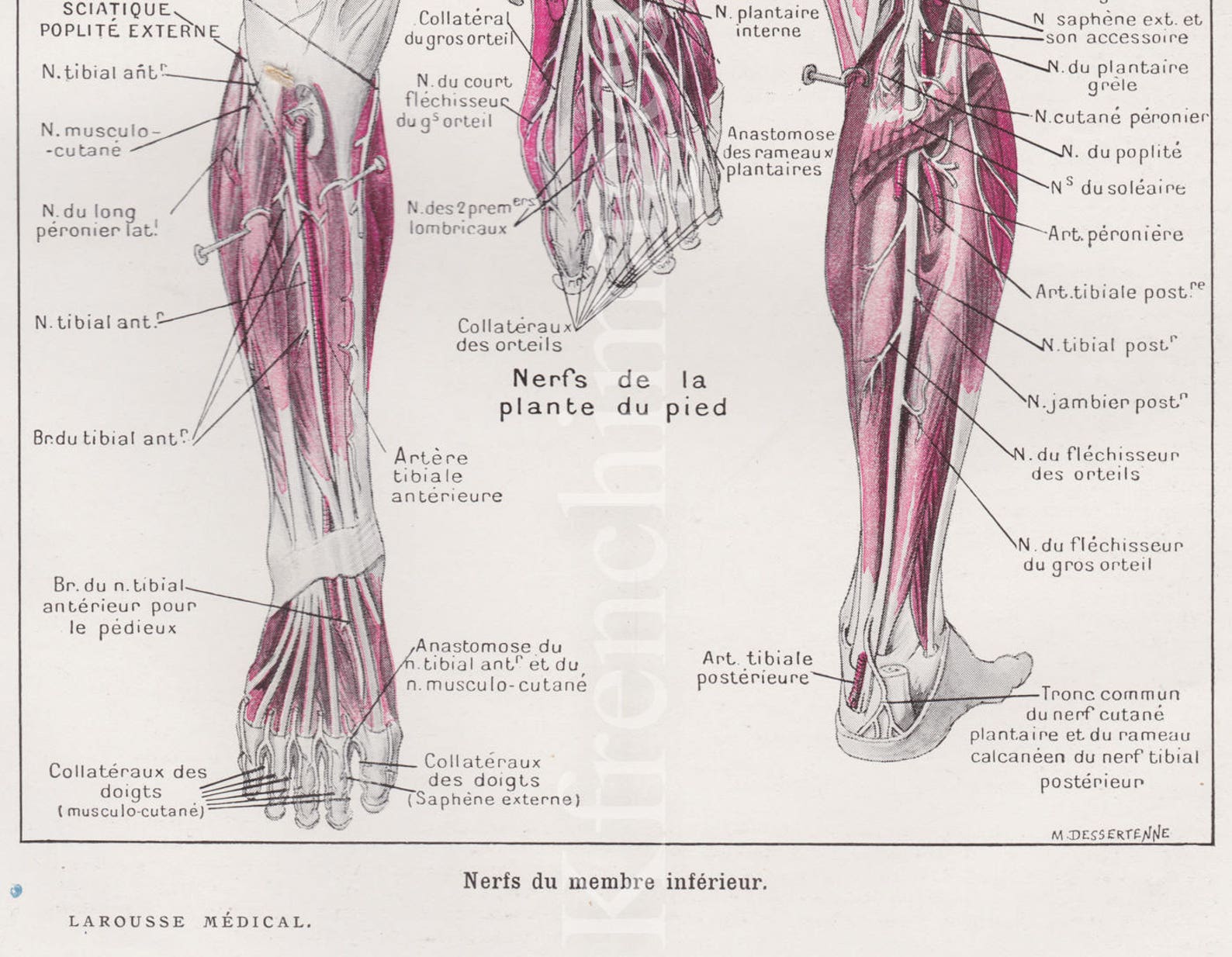 Jambes nerfs anatomie plaque Français vintage impression originale des ...