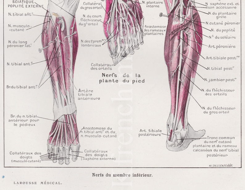 Benen Zenuwen Anatomie plaat Franse vintage originele print jaren 1920 ...