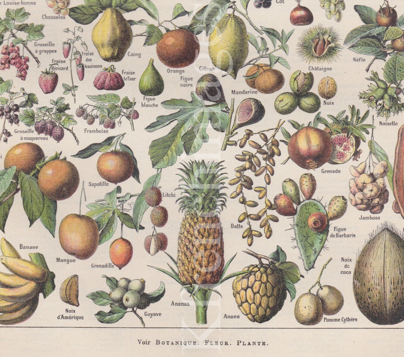 1920's French Vintage Original Print Color Illustration Fruits Drawings ...