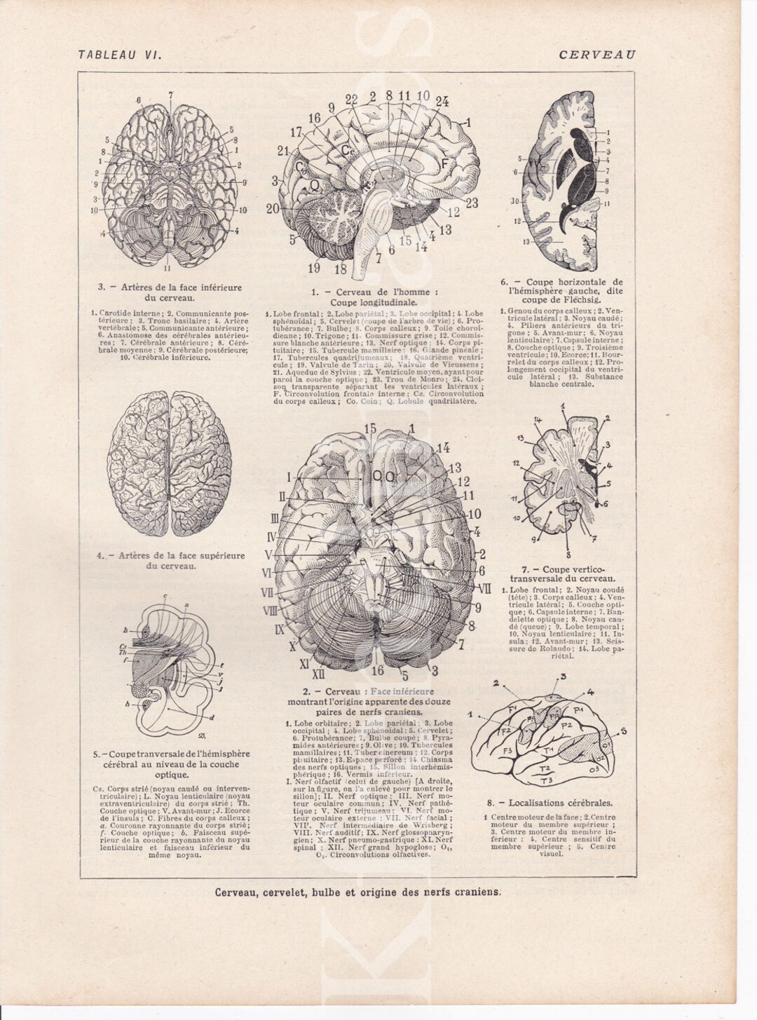 Brain Anatomy Plate French Vintage Original Print Medical or Curiosity ...