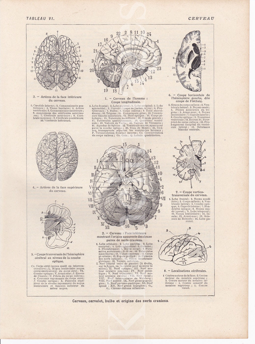 Brain Anatomy Plate French Vintage Original Print Medical or Curiosity ...