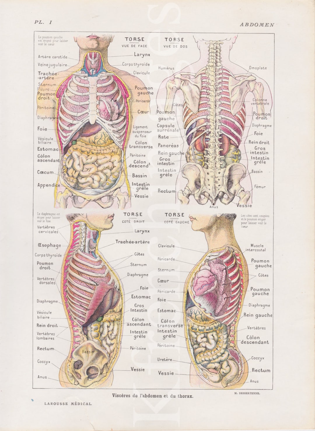 Torso Anatomy Plate French Vintage Original Print 1920's Medical ...