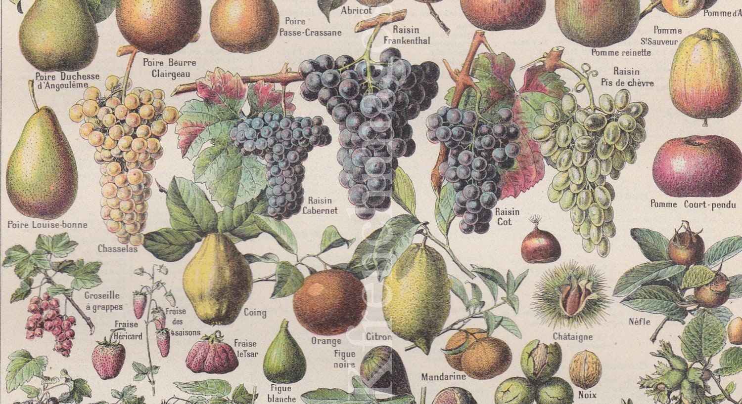 1920's French Vintage Original Print Color Illustration Fruits Drawings ...