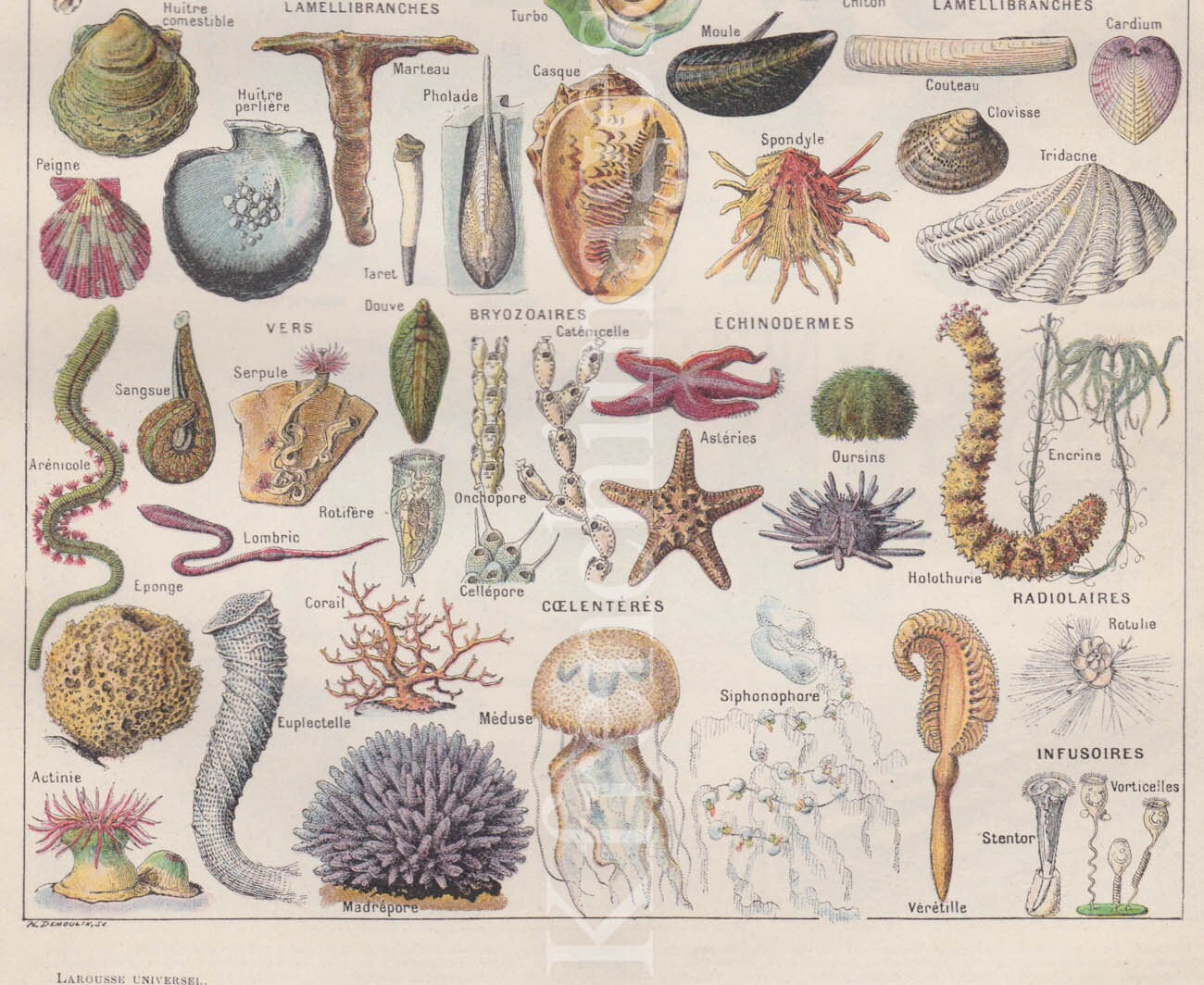 Shellfish, Echinoderm, Shells, Marine Life, Curiosity Cabinet French ...