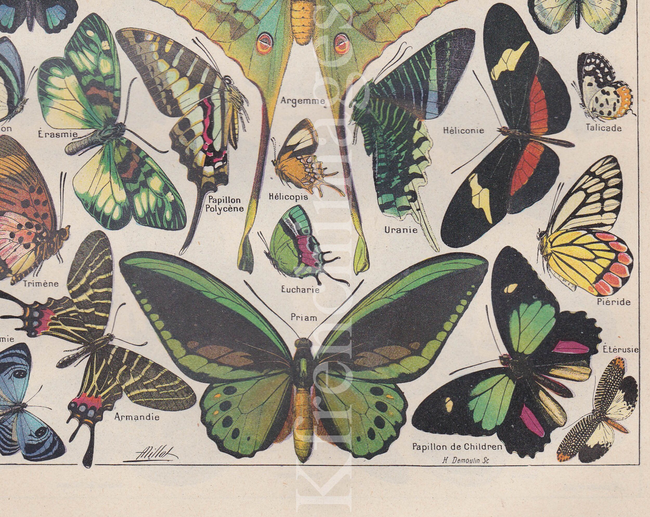 French Vintage Butterflies Butterfly Papillon Original Print Color ...