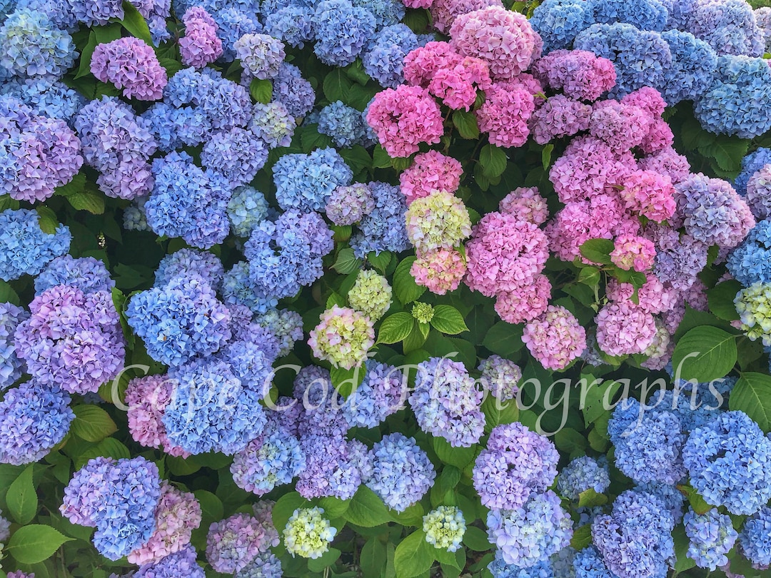 Cape Cod, Hydrangeas in Chatham, Pink and Blue Flowers, Photograph - Etsy