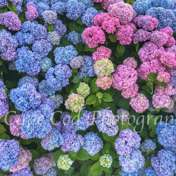 Cape Cod Hydrangea Photo - Etsy