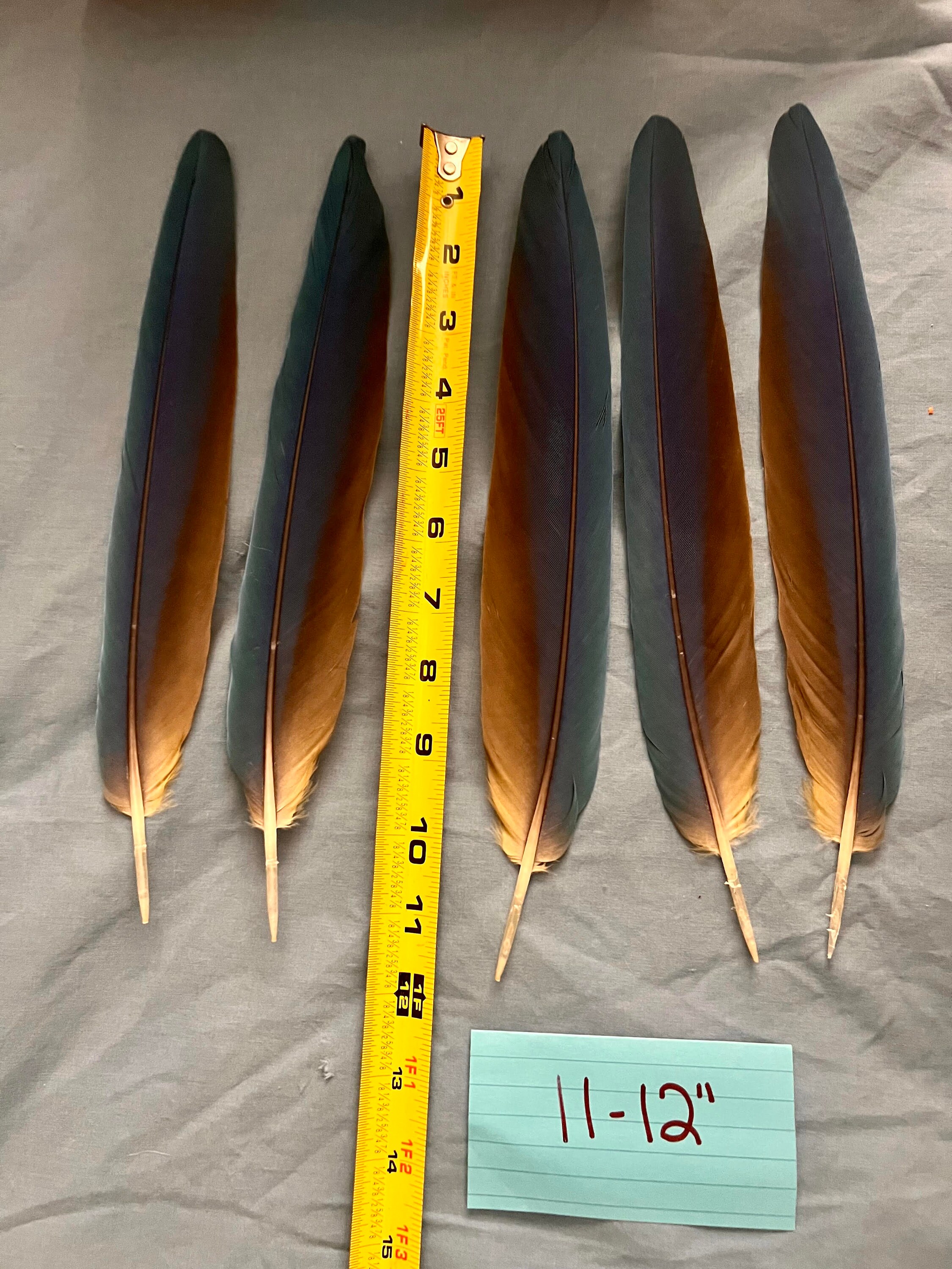 Macaw Blue and Gold 11-12" Tail Feathers, 5 in Group, Natural Molting ...