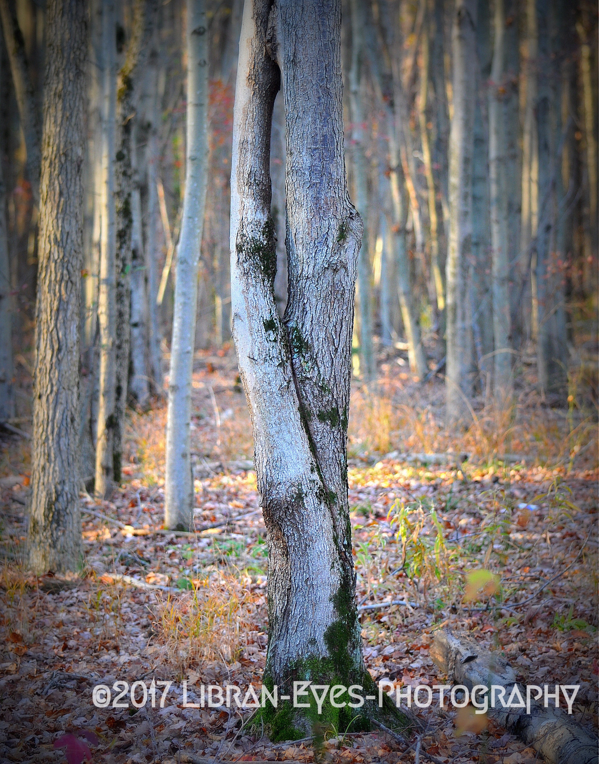 Intertwined Trees - Etsy