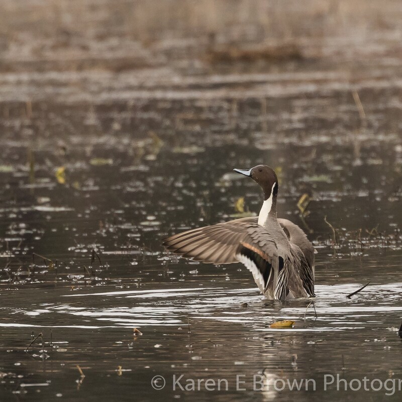 Waterfowl Decor - Etsy