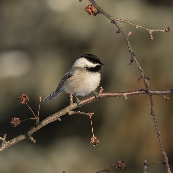 Chickadee Art - Etsy