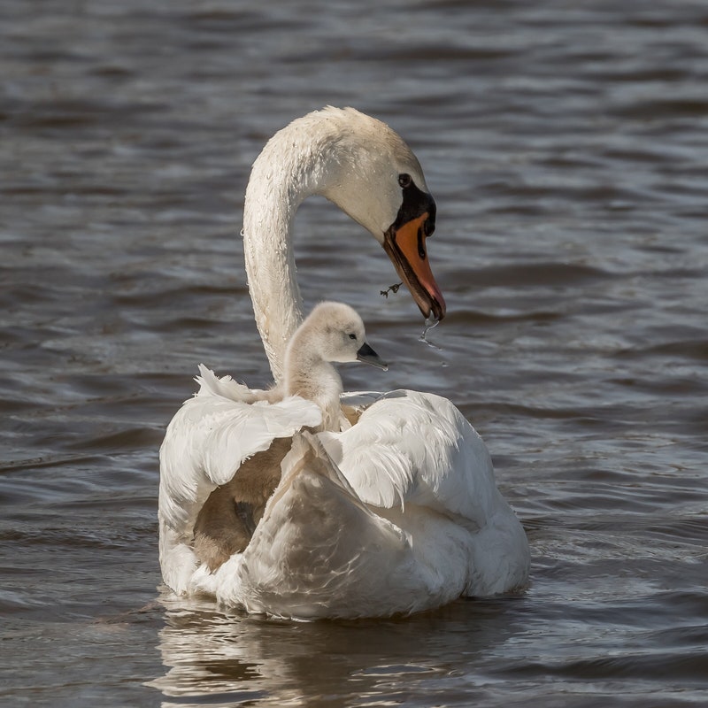 Swan Photography - Etsy