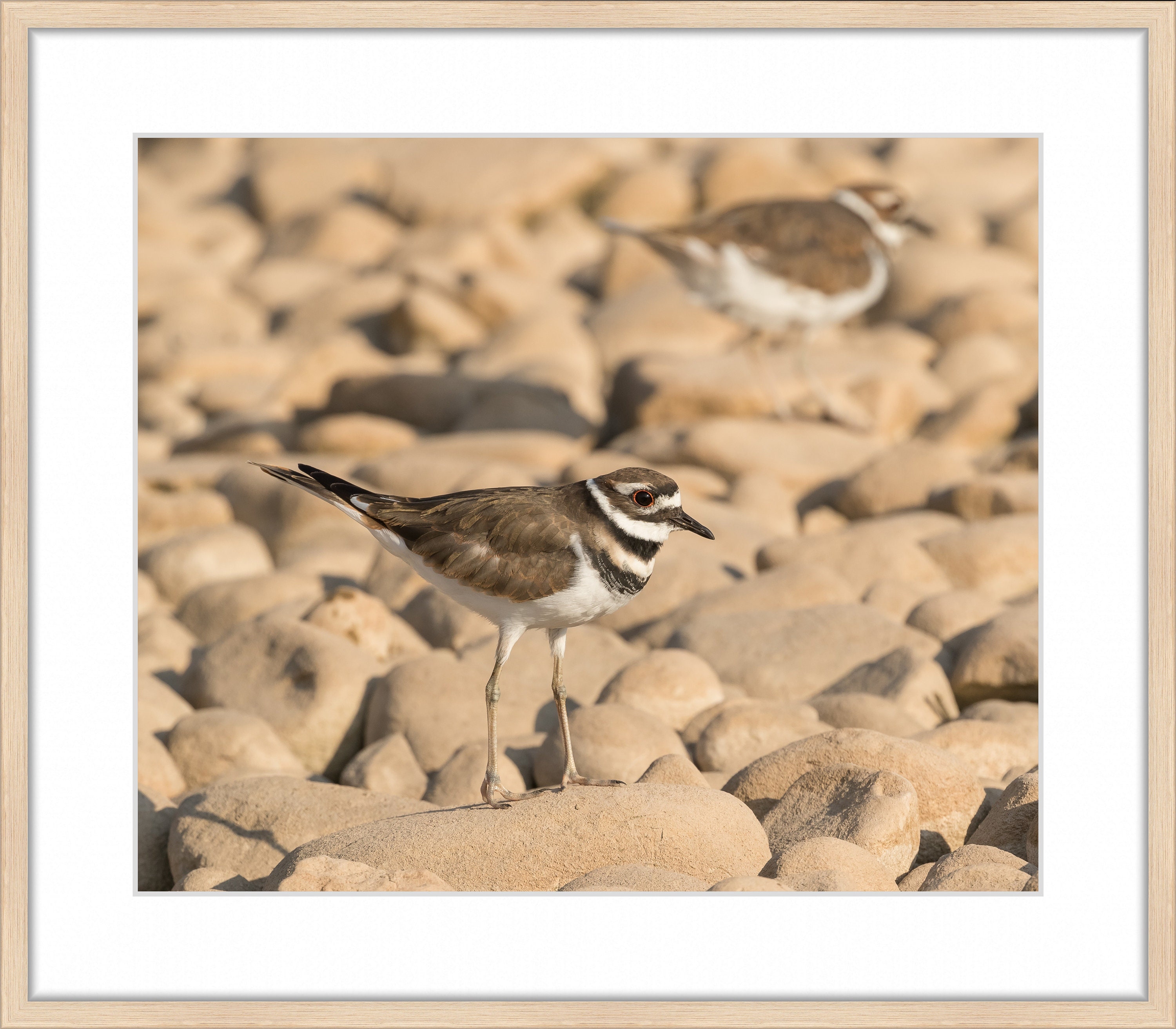 Killdeer Photograph, Killdeer Picture, Killdeer Print, Shorebird Photo ...