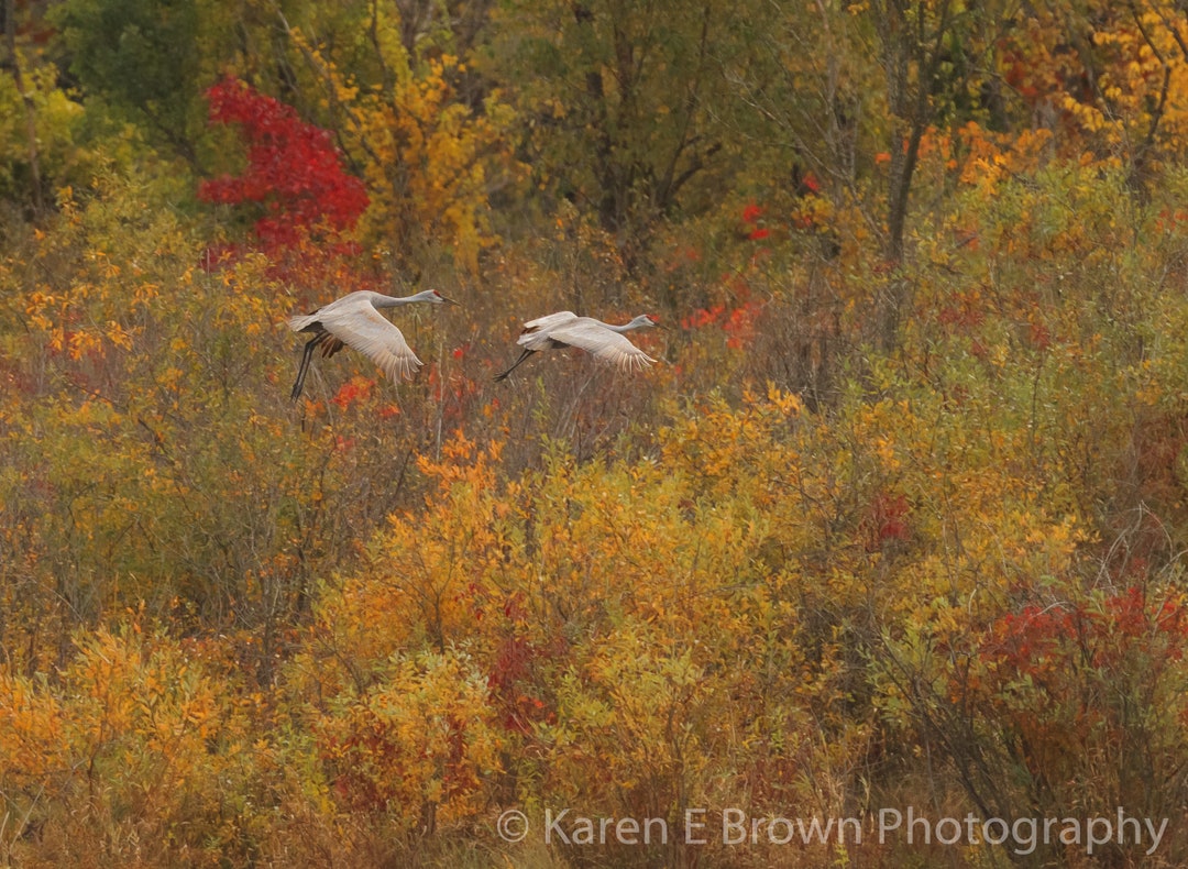 Sandhill Crane Photo, Sandhill Crane Picture, Fall Photo, Autumn Photo ...
