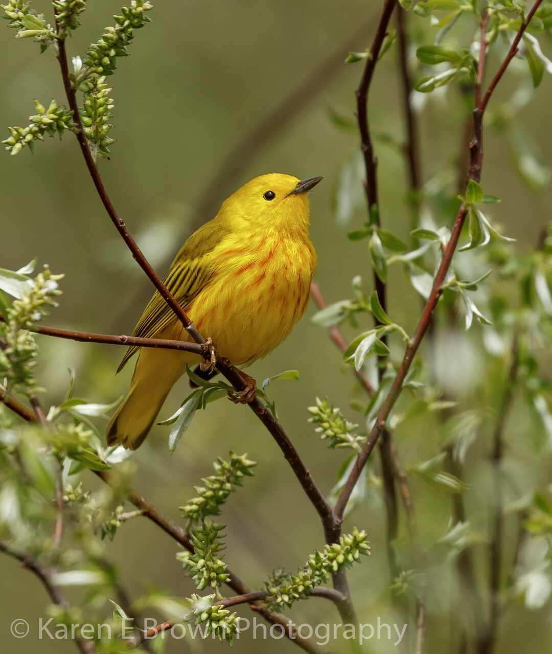 Yellow Warbler Bird Photo Print, Michigan Bird Art - Etsy