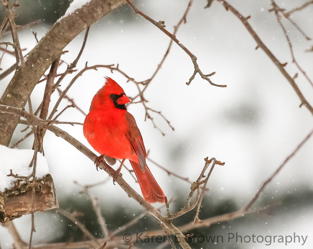 Cardinal Photography Cardinal Picture Cardinal Print - Etsy
