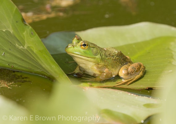 Bullfrog Photo Bullfrog Print Photo of a Frog Frog Picture - Etsy