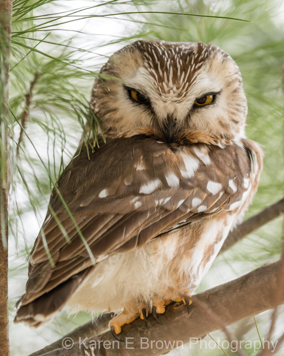 Northern Saw-whet Owl Photograph, Tiny Owl, Wildlife Art Print - Etsy