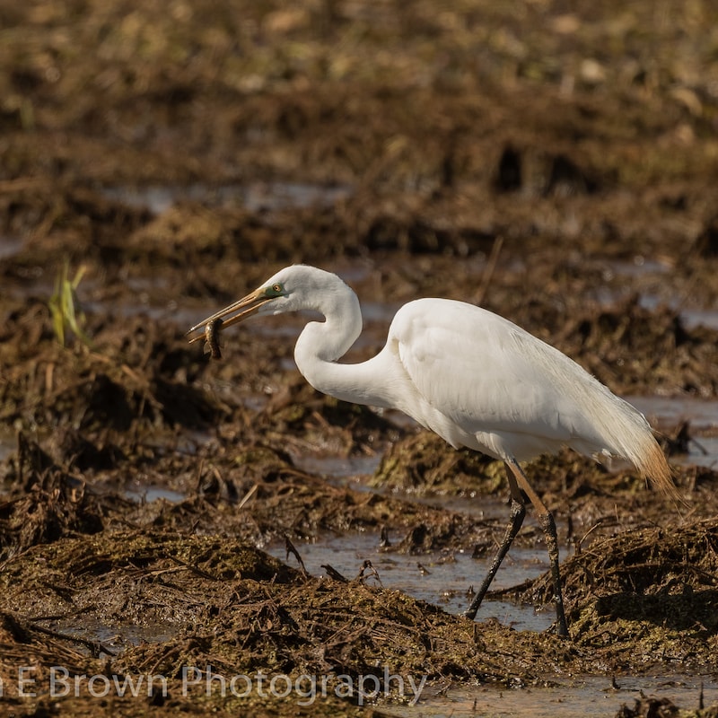 Great White Egret - Etsy
