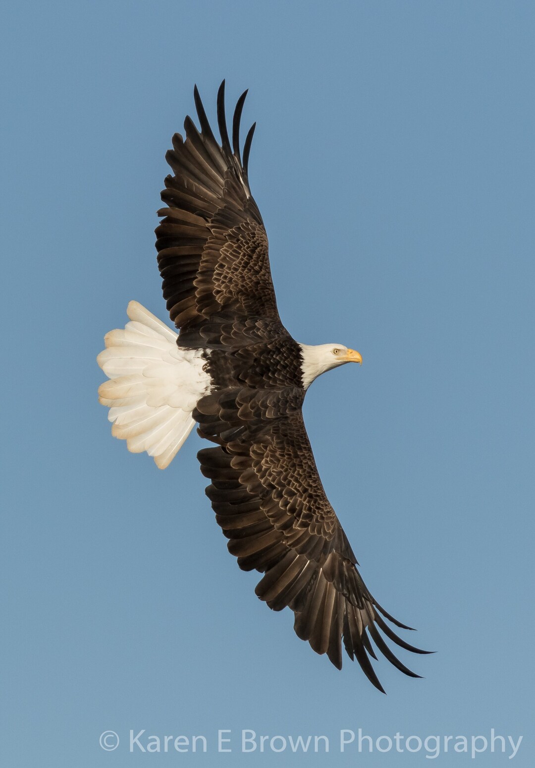 Flying Bald Eagle Photo, Bird of Prey Wall Art, Iowa Eagle Print - Etsy