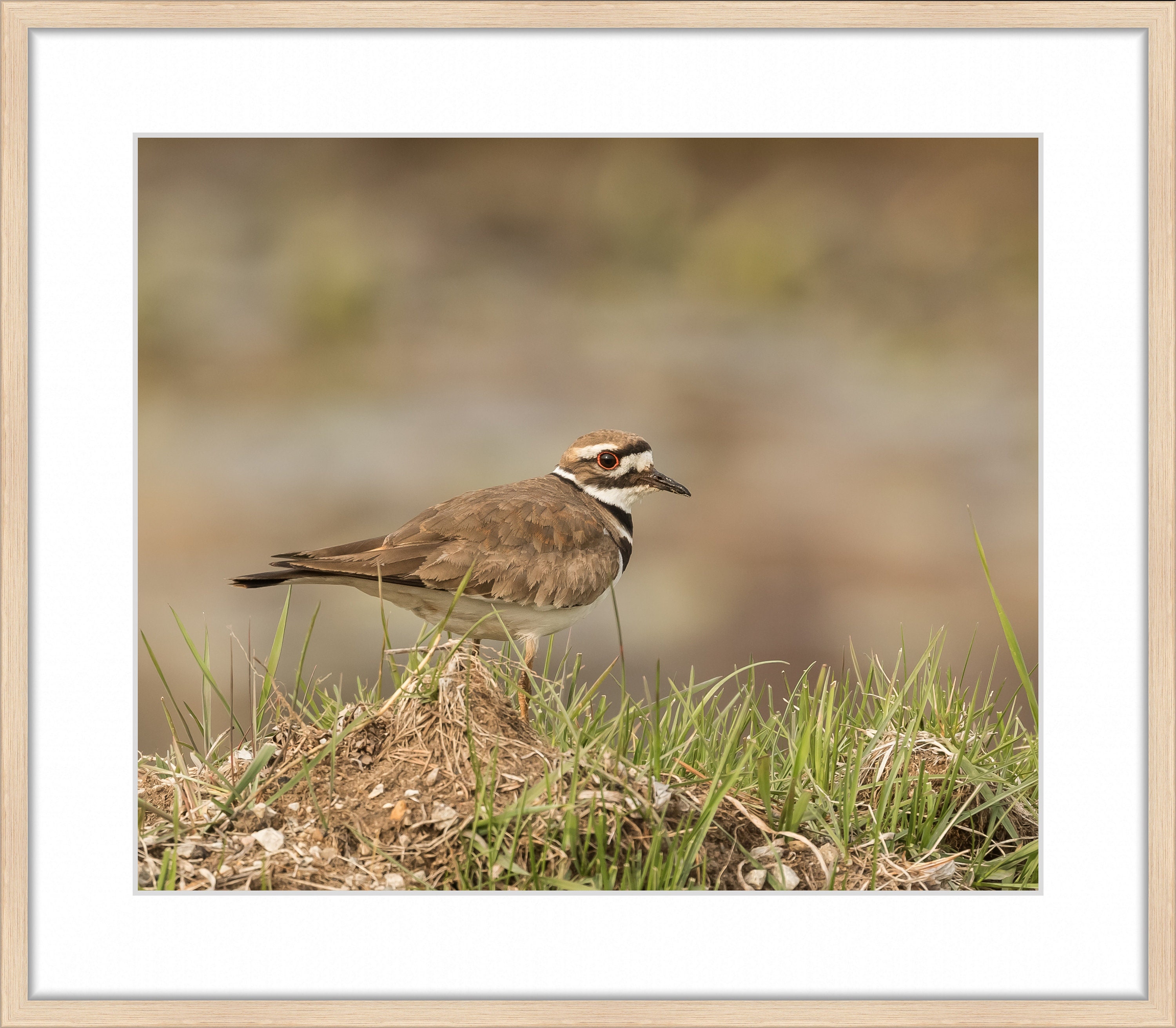 Killdeer Photograph, Killdeer Picture, Killdeer Print, Shorebird Photo ...