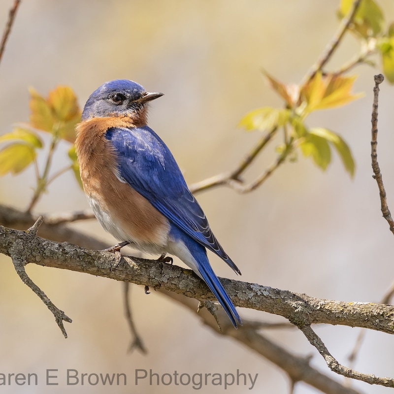 Bluebird Photo - Etsy