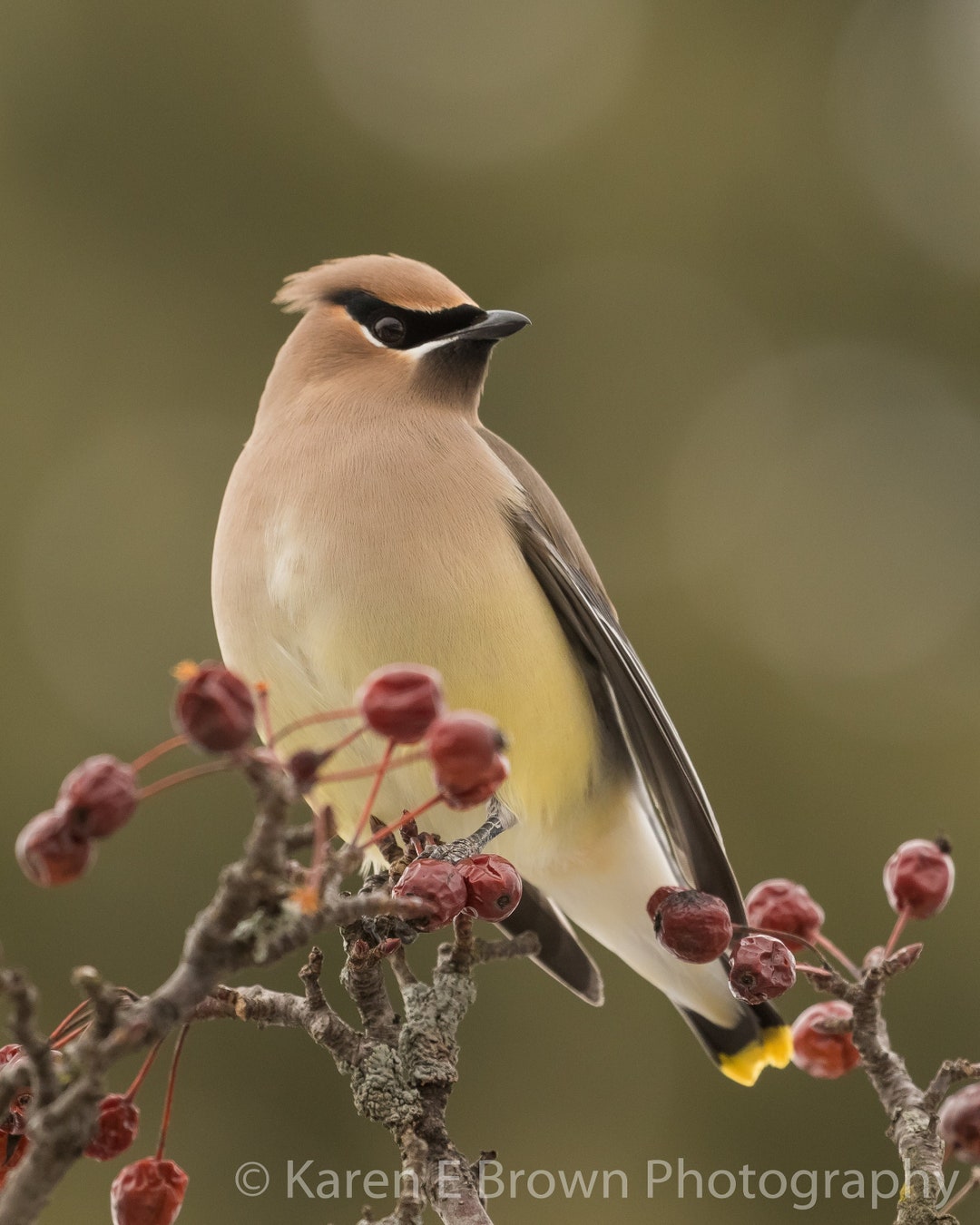 Cedar Waxwing Photo Cedar Waxwing Print Cedar Waxwing Art - Etsy