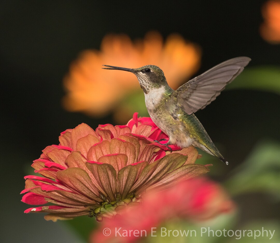 Hummingbird Photography, Hummingbird Print, Hummingbird Picture ...