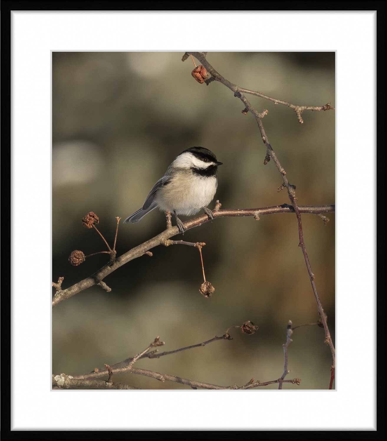 Chickadee Photography Chickadee Picture Chickadee Print - Etsy