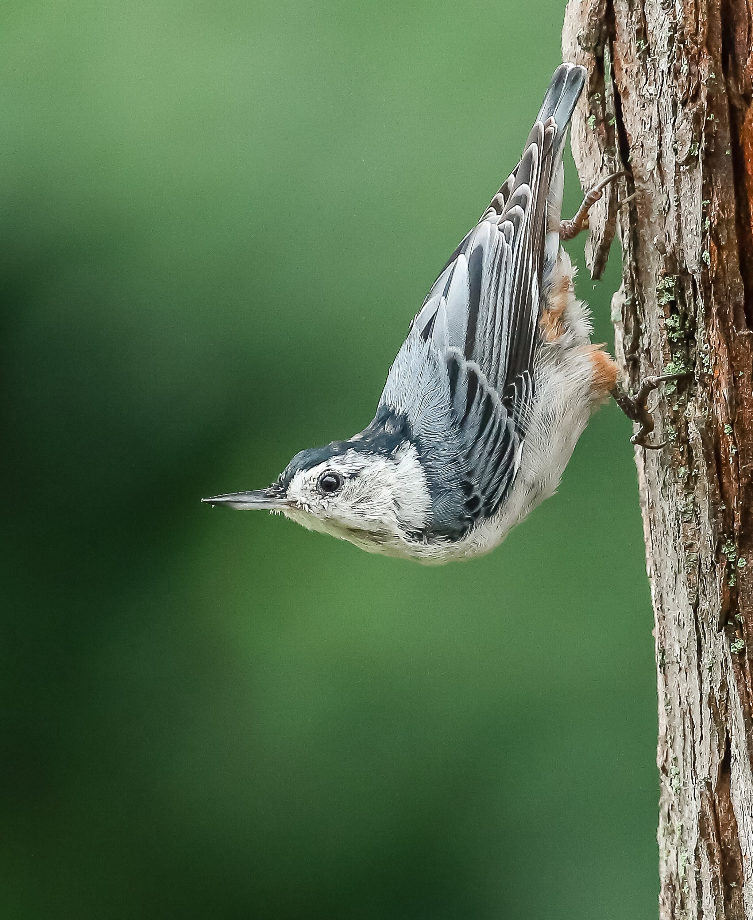 White-breasted Nuthatch Photo, Nuthatch Print, Picture of a Nuthatch ...