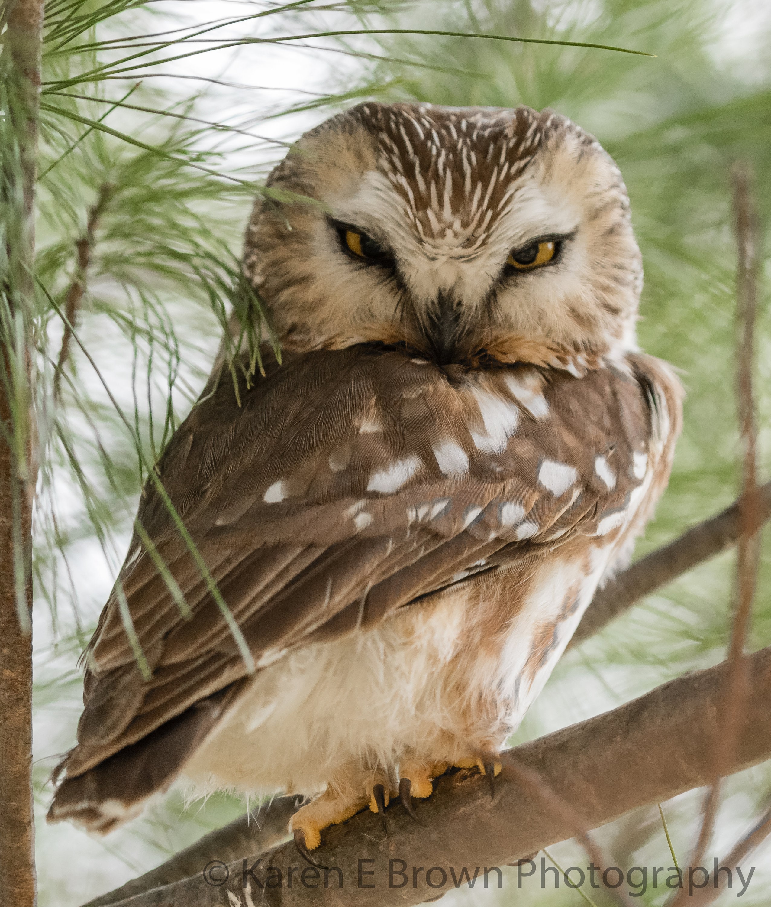 Northern Saw-whet Owl Photograph Saw-whet Owl Print Owl - Etsy