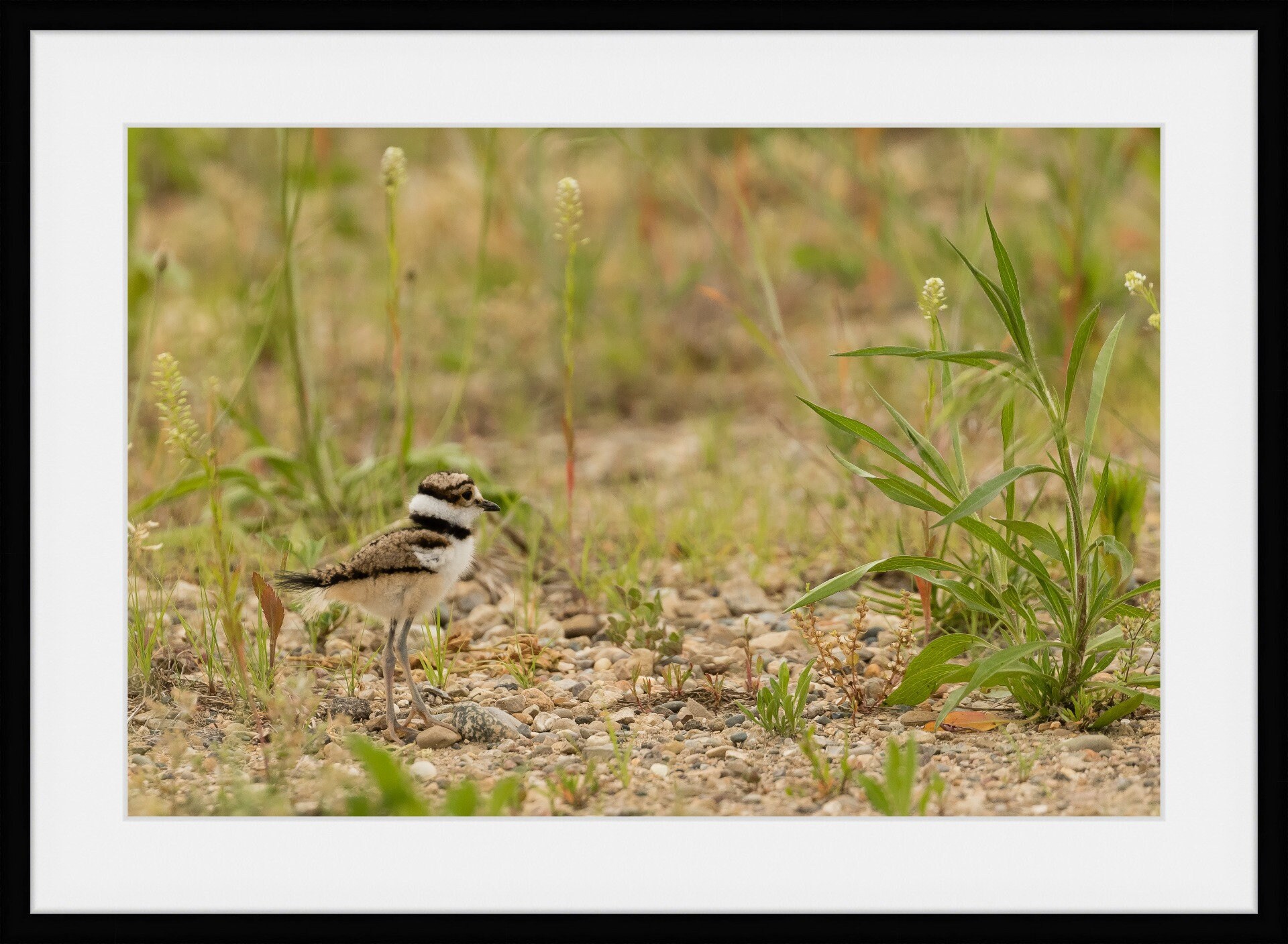 Killdeer Photo, Killdeer Picture, Killdeer Print, Baby Killdeer ...