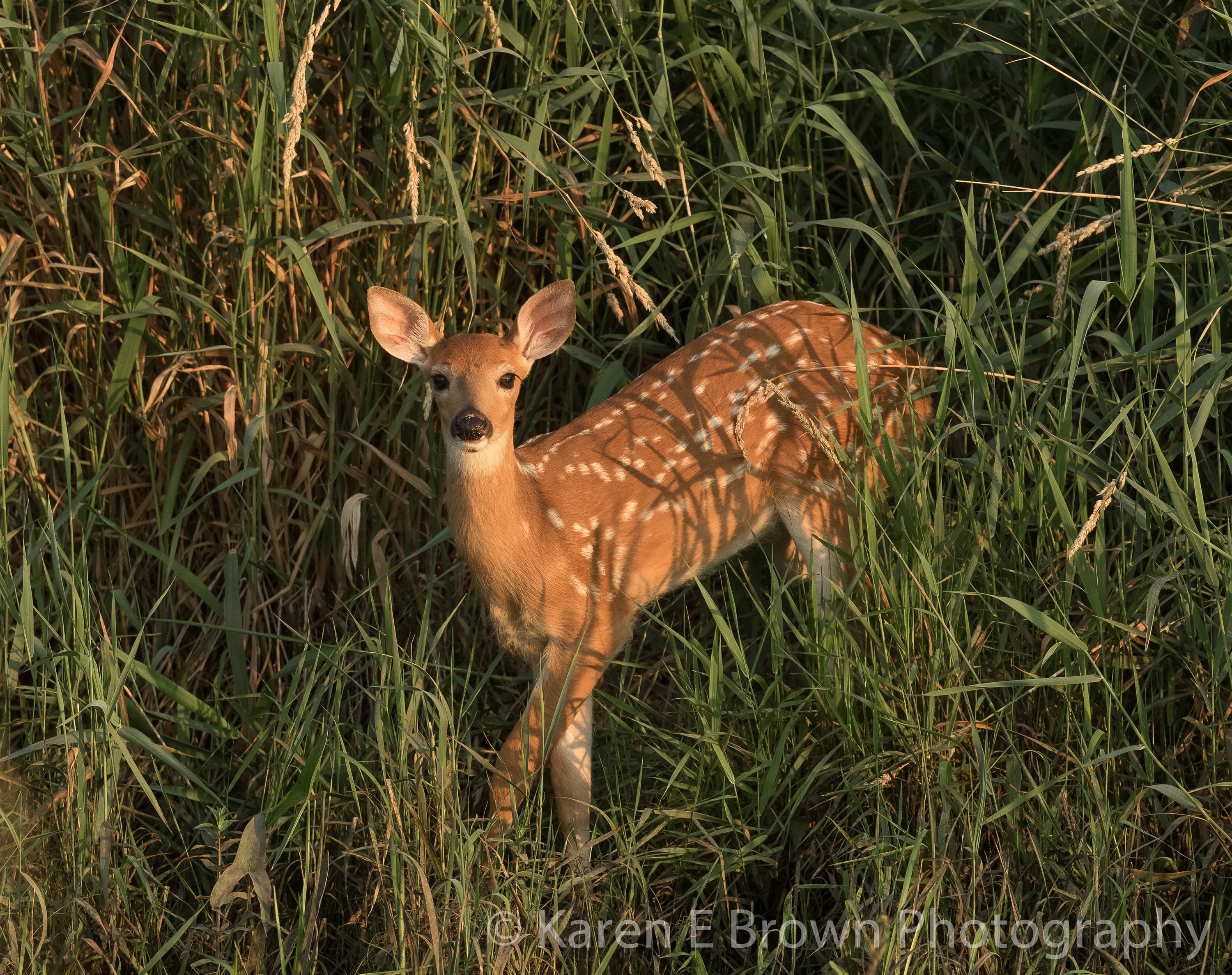Fawn And Doe And Buck