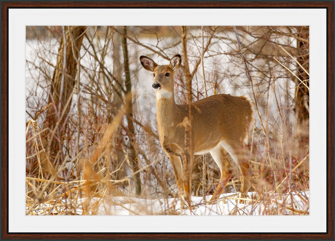Deer Photograph, White-tailed Deer Print, Picture of a Deer, Deer Art ...