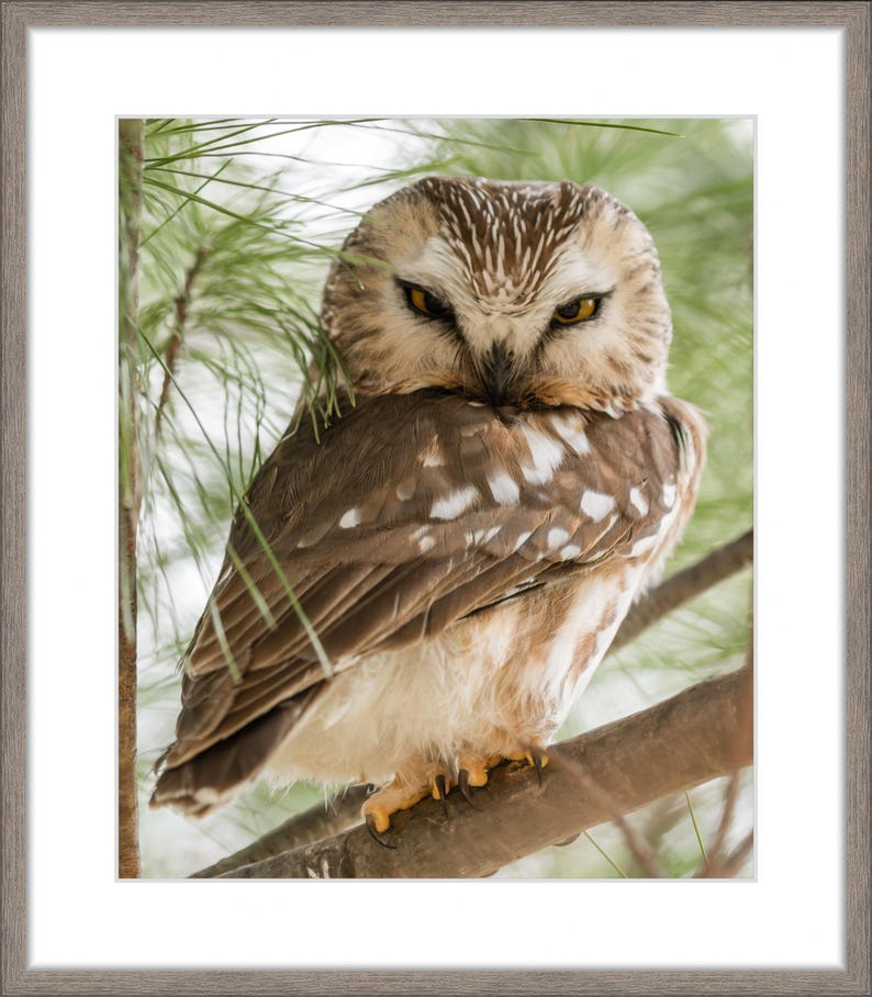 Northern Saw-whet Owl Photograph, Tiny Owl, Wildlife Art Print - Etsy