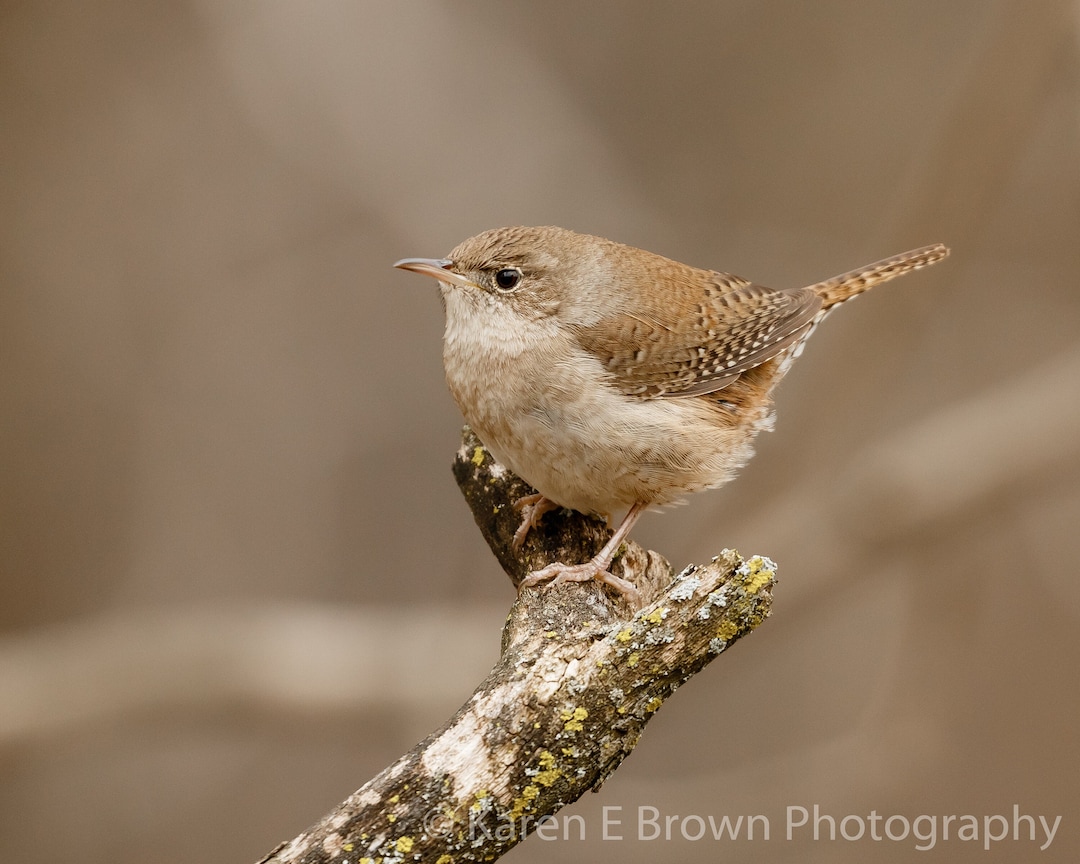 House Wren Photo Print, Bird Photography, Northern Indiana Nature - Etsy