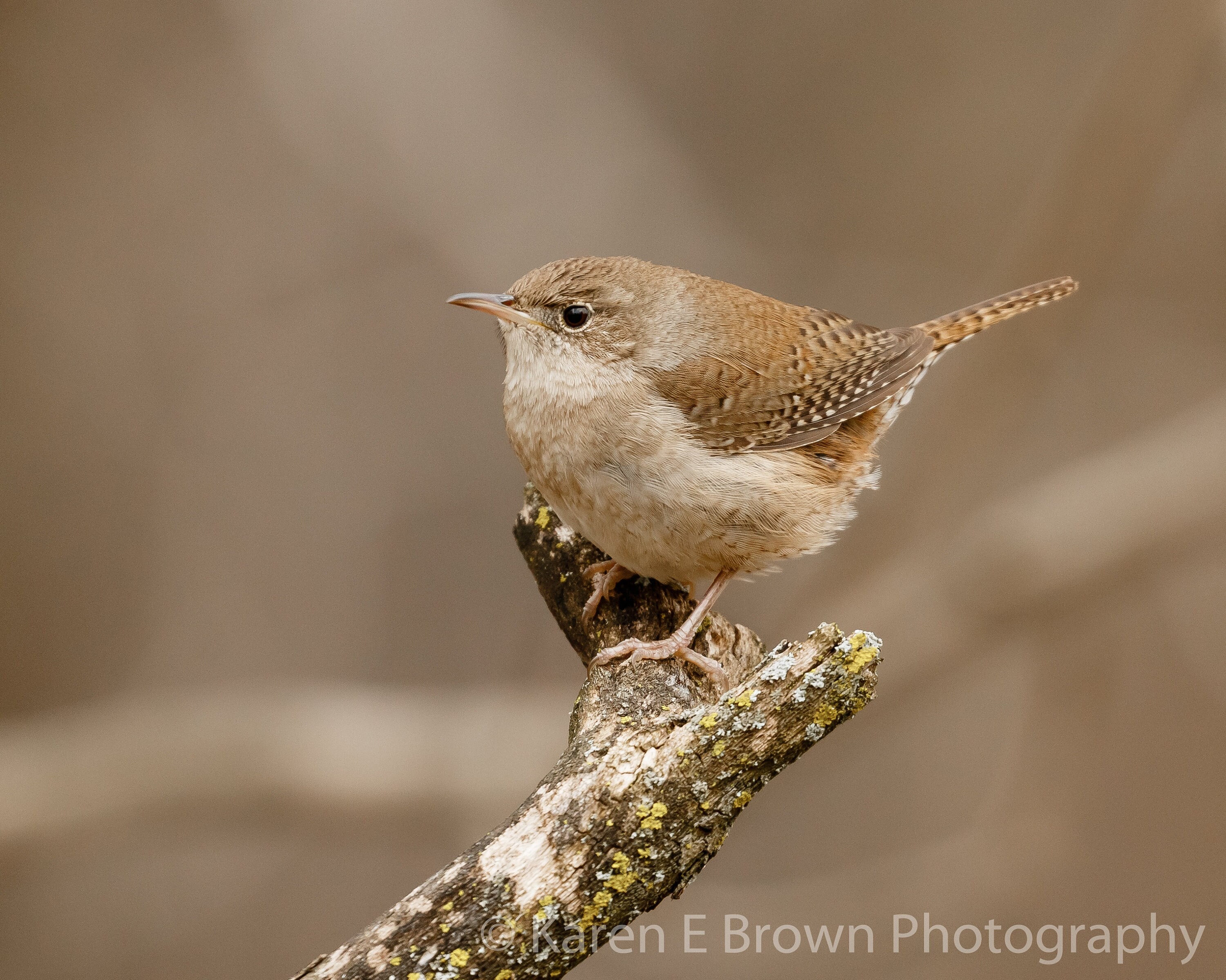 House Wren Bird