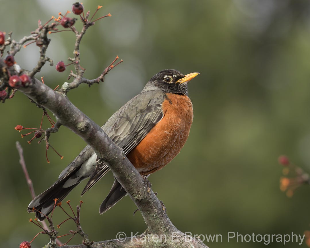 American Robin Photograph, Michigan Songbird Art Print - Etsy