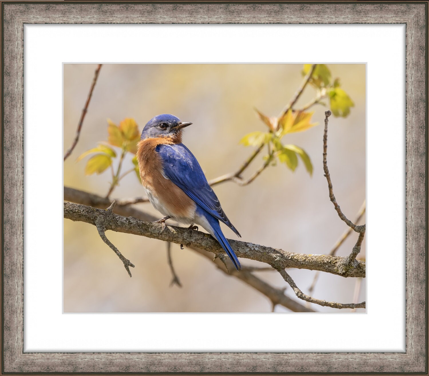 Eastern Bluebird Fine Art Photograph, Wildlife Nature Print - Etsy