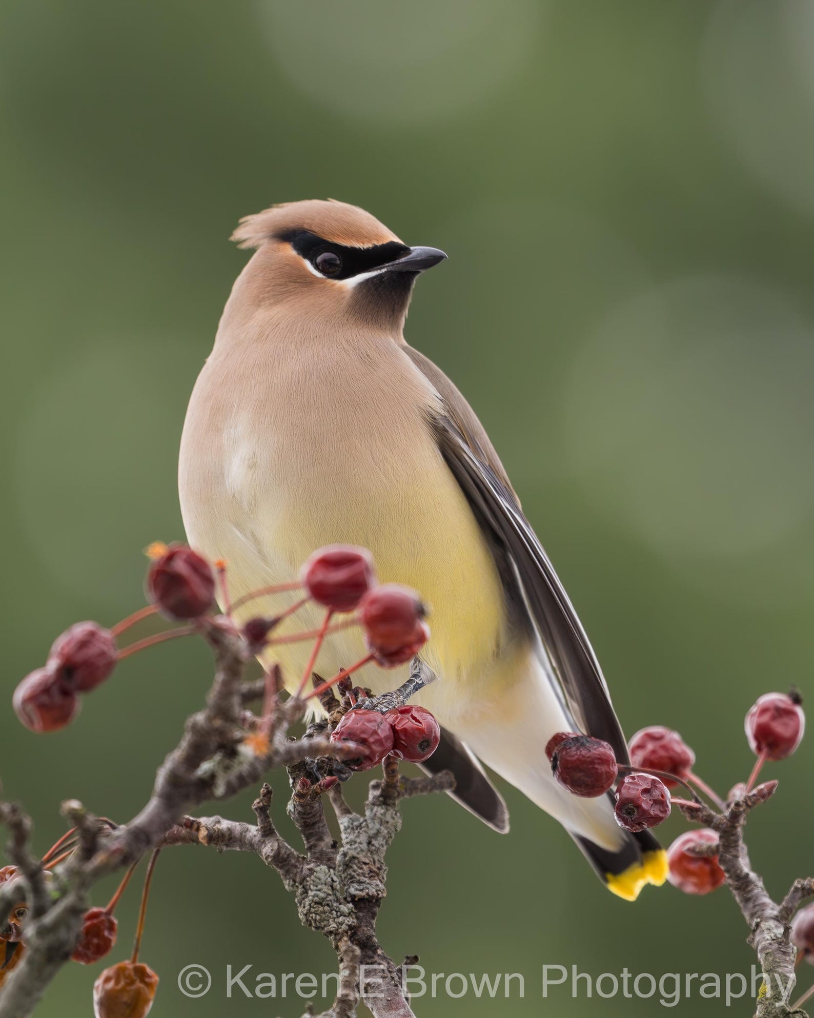 Cedar Waxwing Bird Photo, Michigan Wildlife Art Print - Etsy