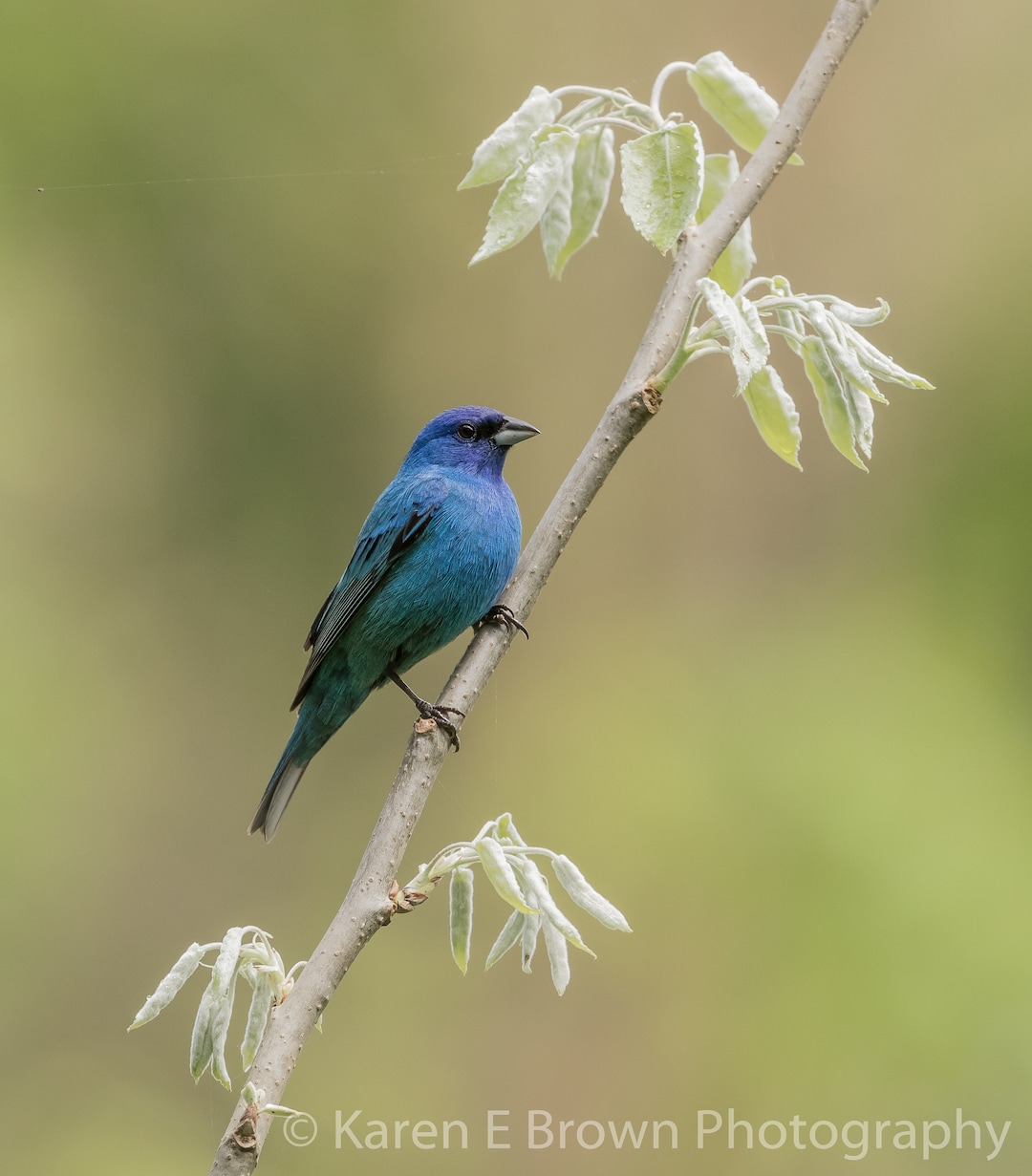 Indigo Bunting Photo Print, Blue Bird Nature Art - Etsy