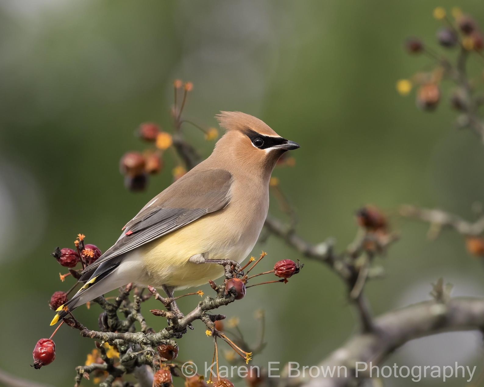 Cedar Waxwing Bird Photo Print, Wildlife Art, Michigan Bird - Etsy