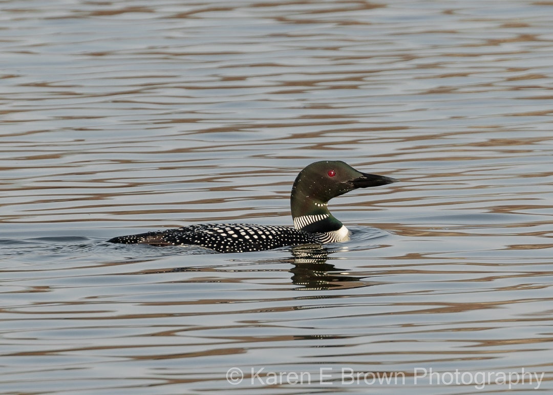 Common Loon Photography, Common Loon Print, Loon Picture, Loon Art ...