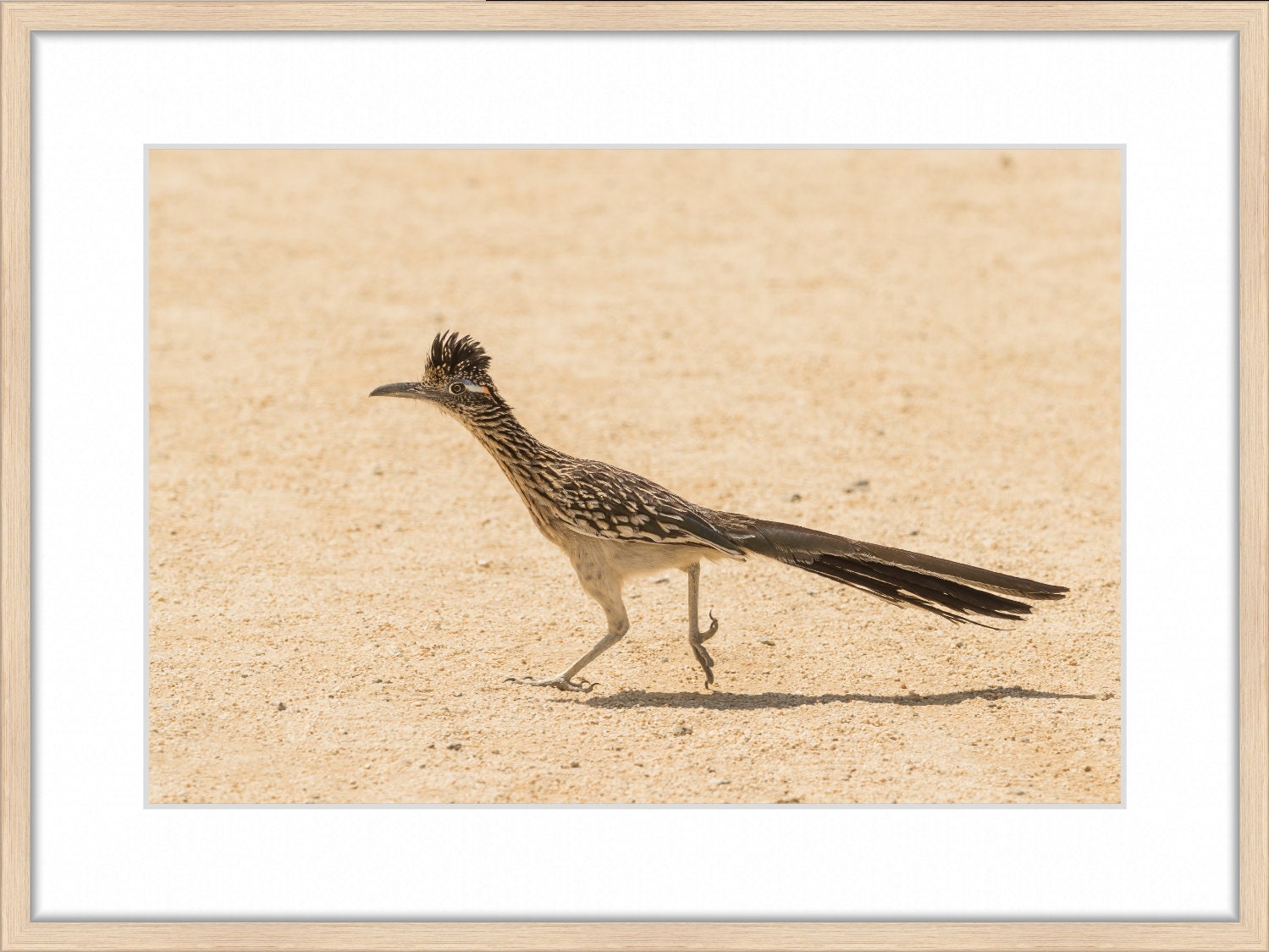 Roadrunner Bird Photo, Roadrunner Print, Roadrunner Picture, Roadrunner ...