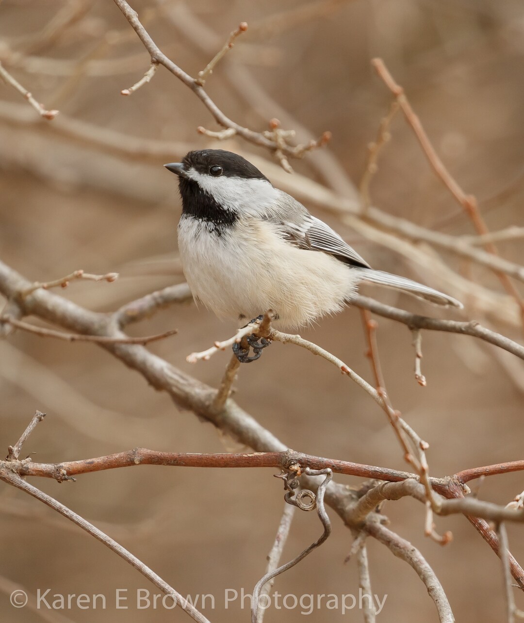 Chickadee Photography, Chickadee Picture, Chickadee Print, Black-capped ...