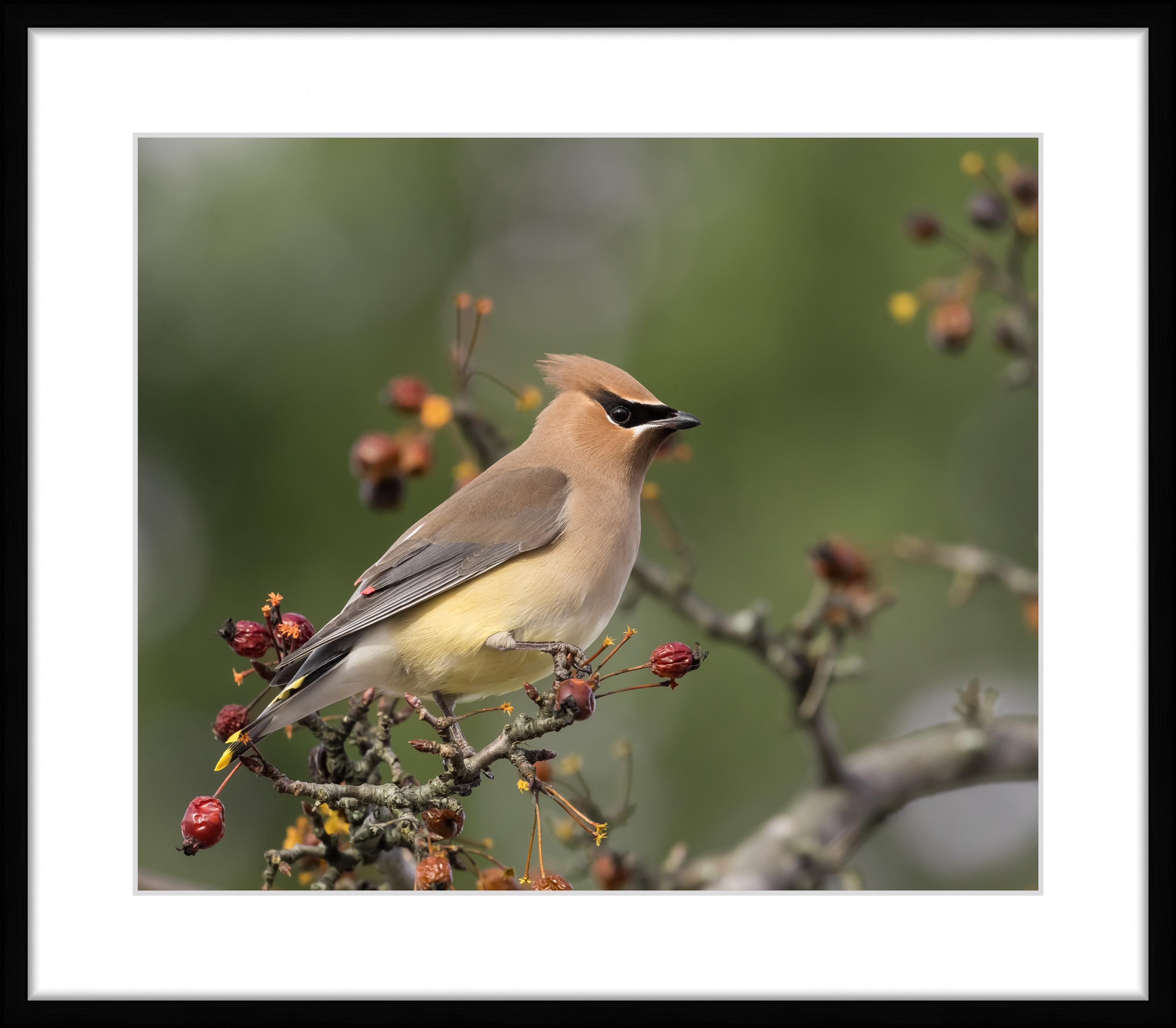 Cedar Waxwing Bird Photo Print, Wildlife Art, Michigan Bird - Etsy