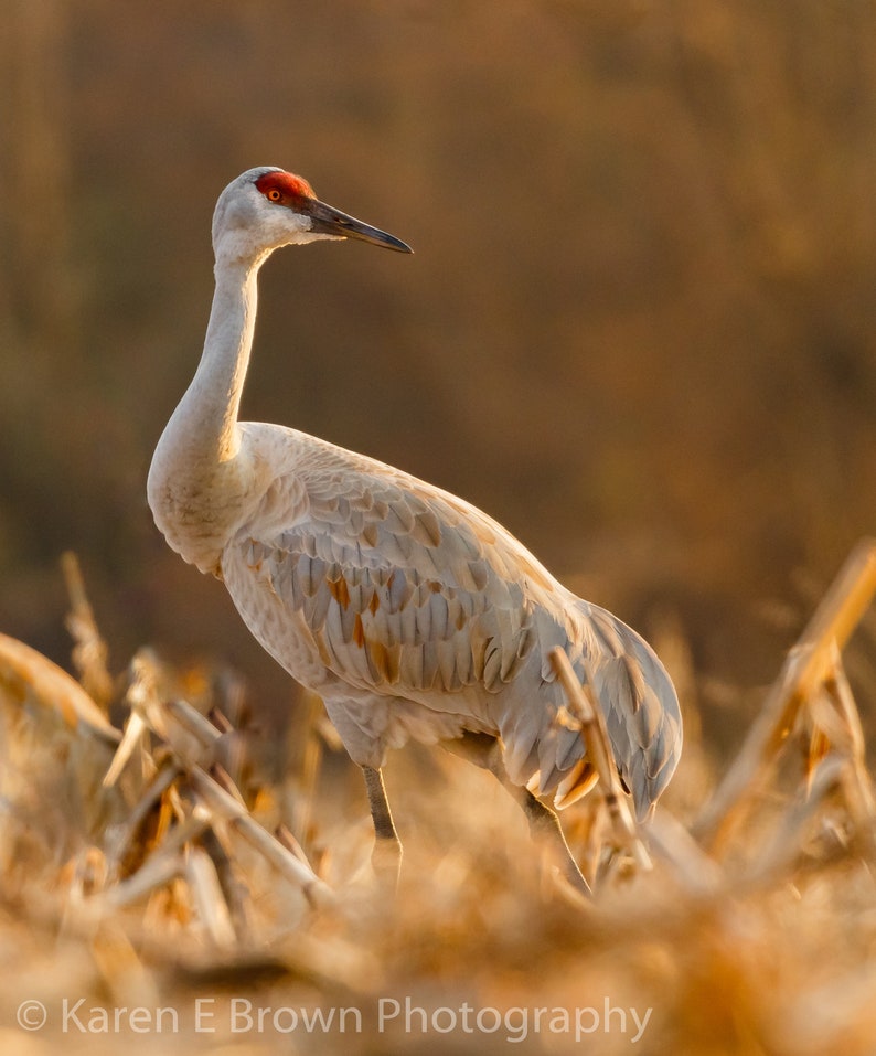 Sandhill Crane Photo Sandhill Crane Print Sandhill Crane | Etsy