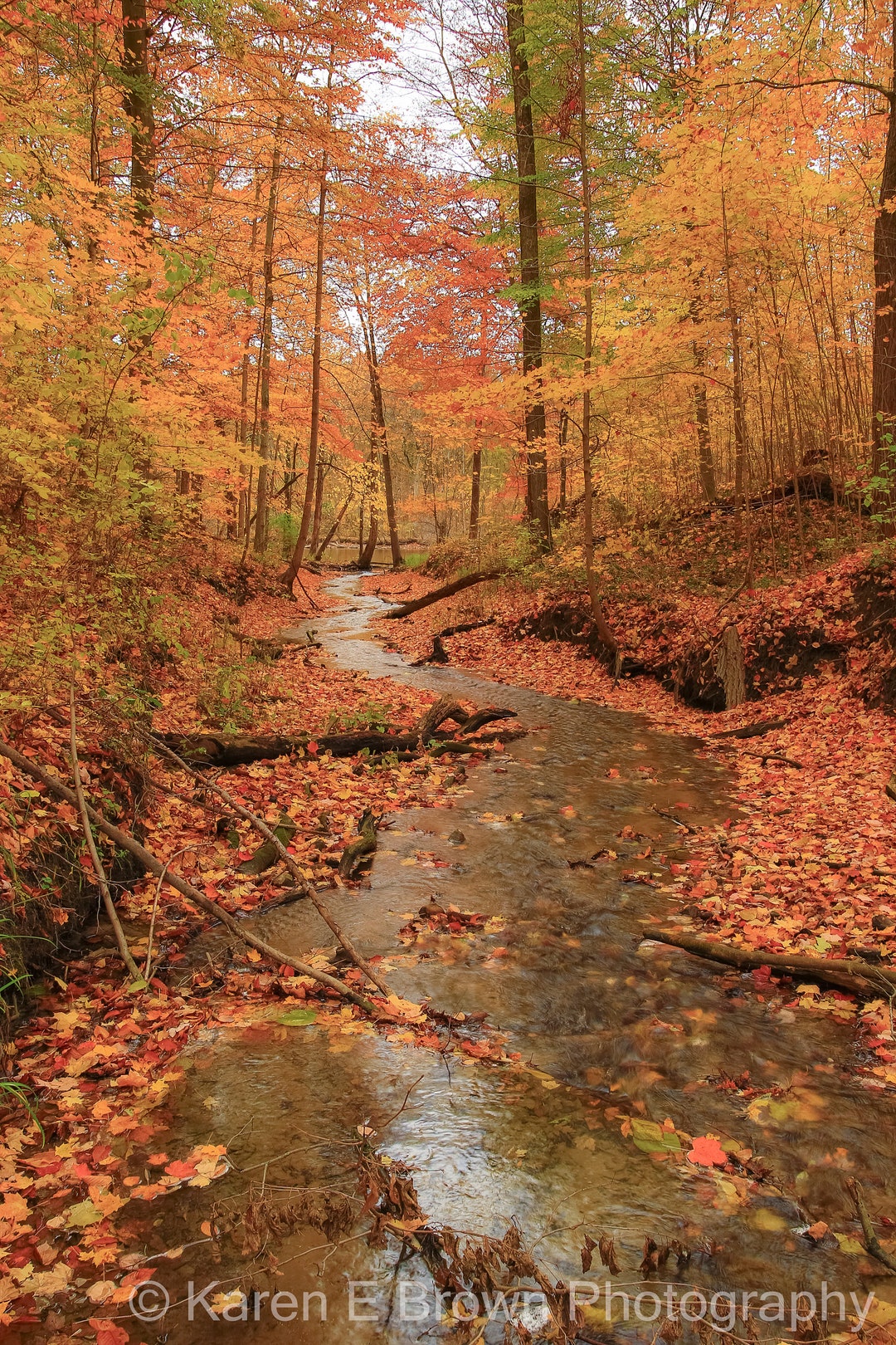 Michigan Autumn Stream Photography, Colorful Fall Leaves Art - Etsy
